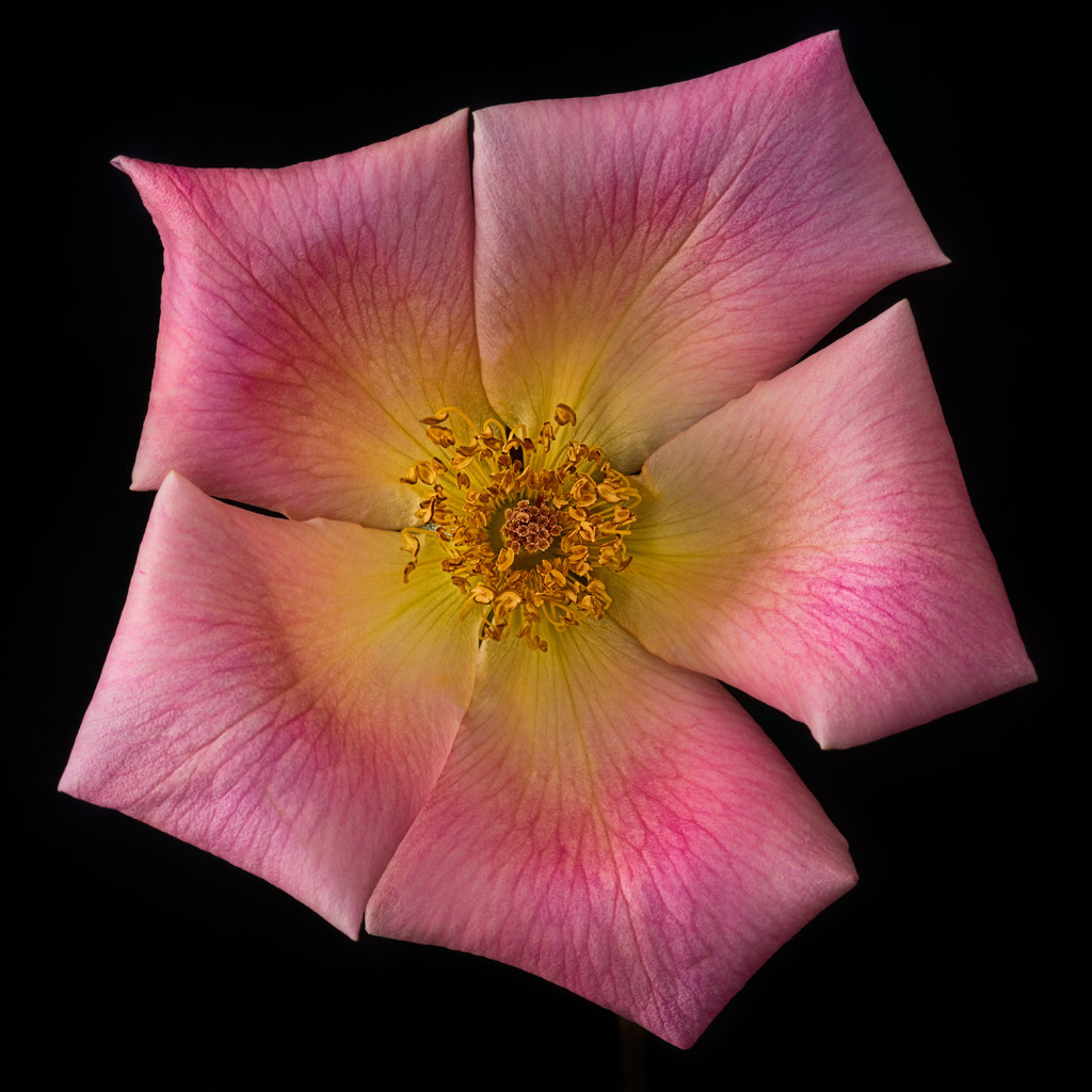 Hierarchy of Photographic Needs – Harold Davis
