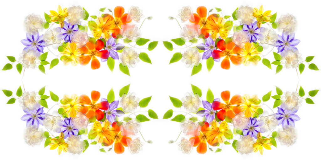 Photographing Flowers for Transparency – Harold Davis