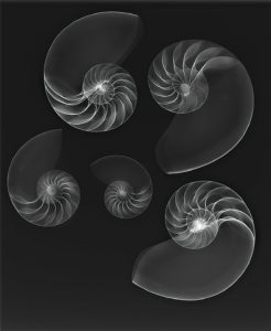 Nautilus X-Ray Series – Harold Davis