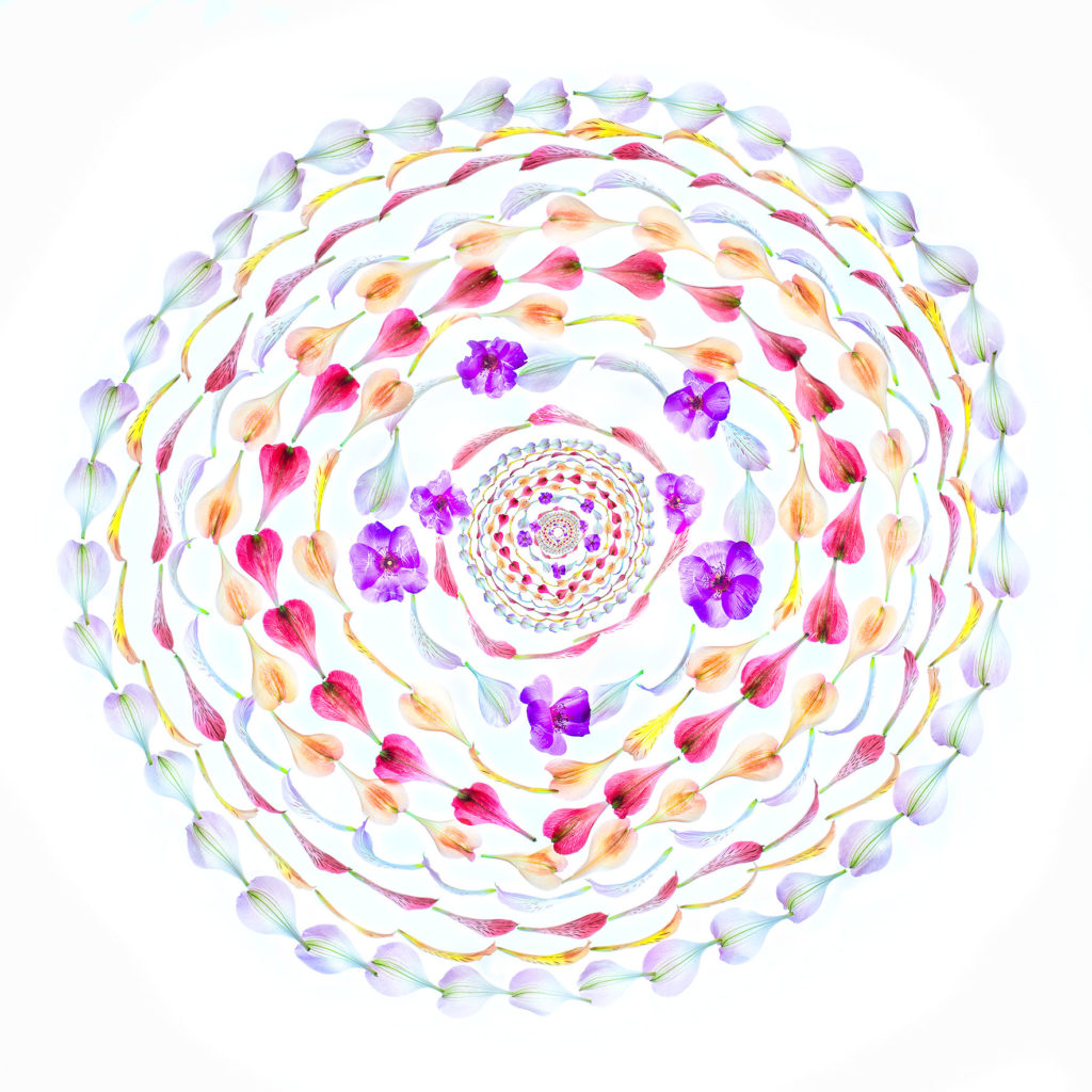 Petal Pushing – Harold Davis