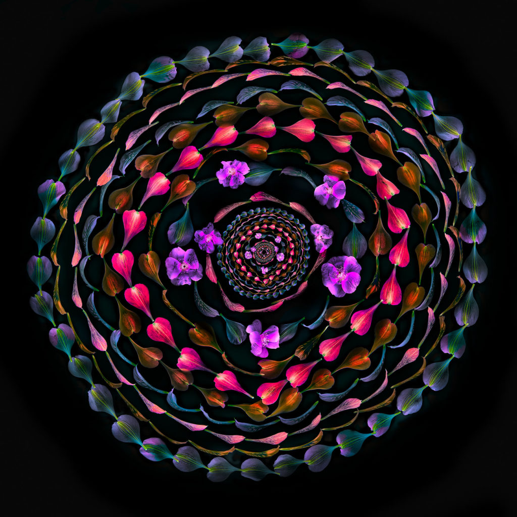 Petal Pushing – Harold Davis