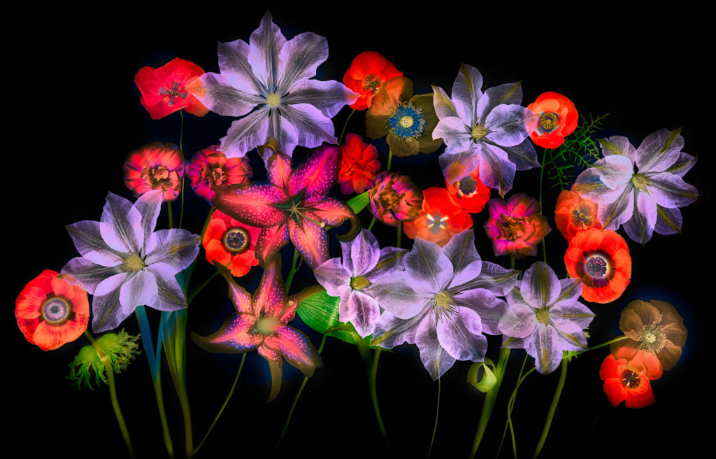 Flower Power – Harold Davis