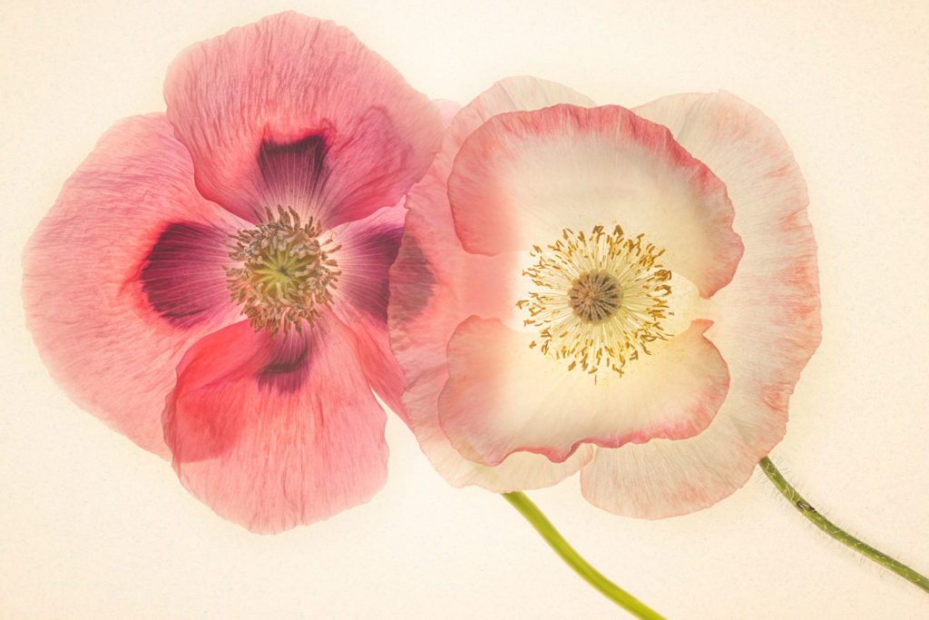 Harold Davis | Flowers | Page 4