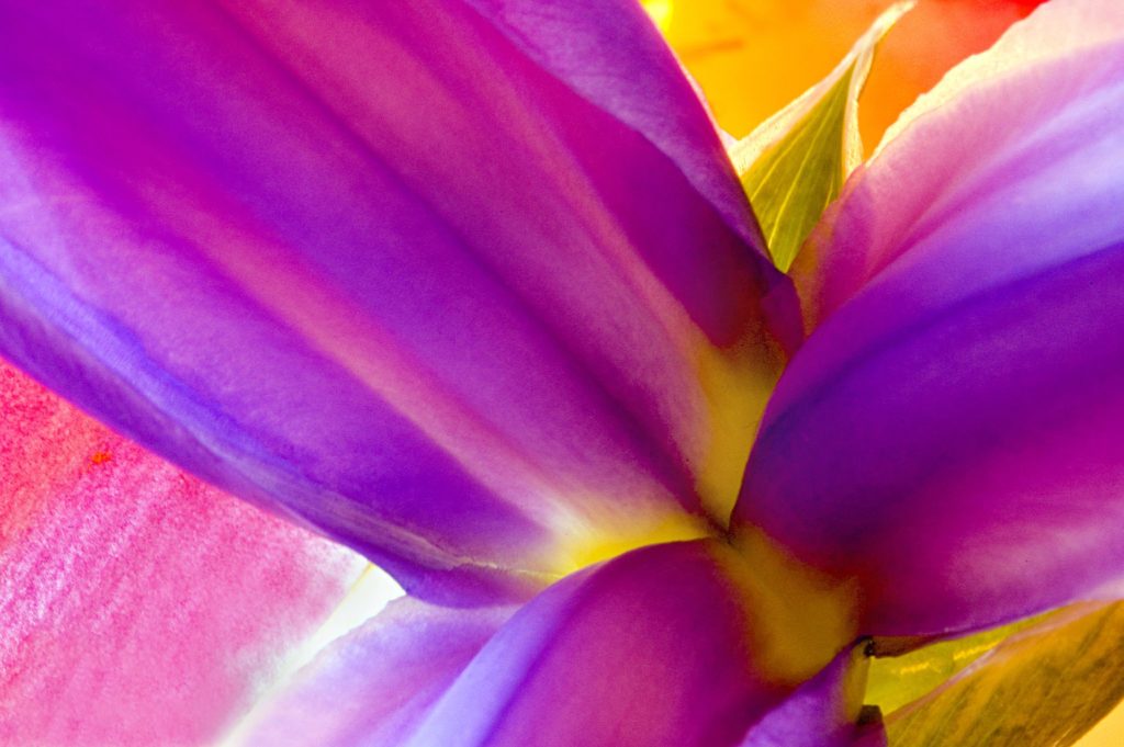 Intimate Flowers – Harold Davis