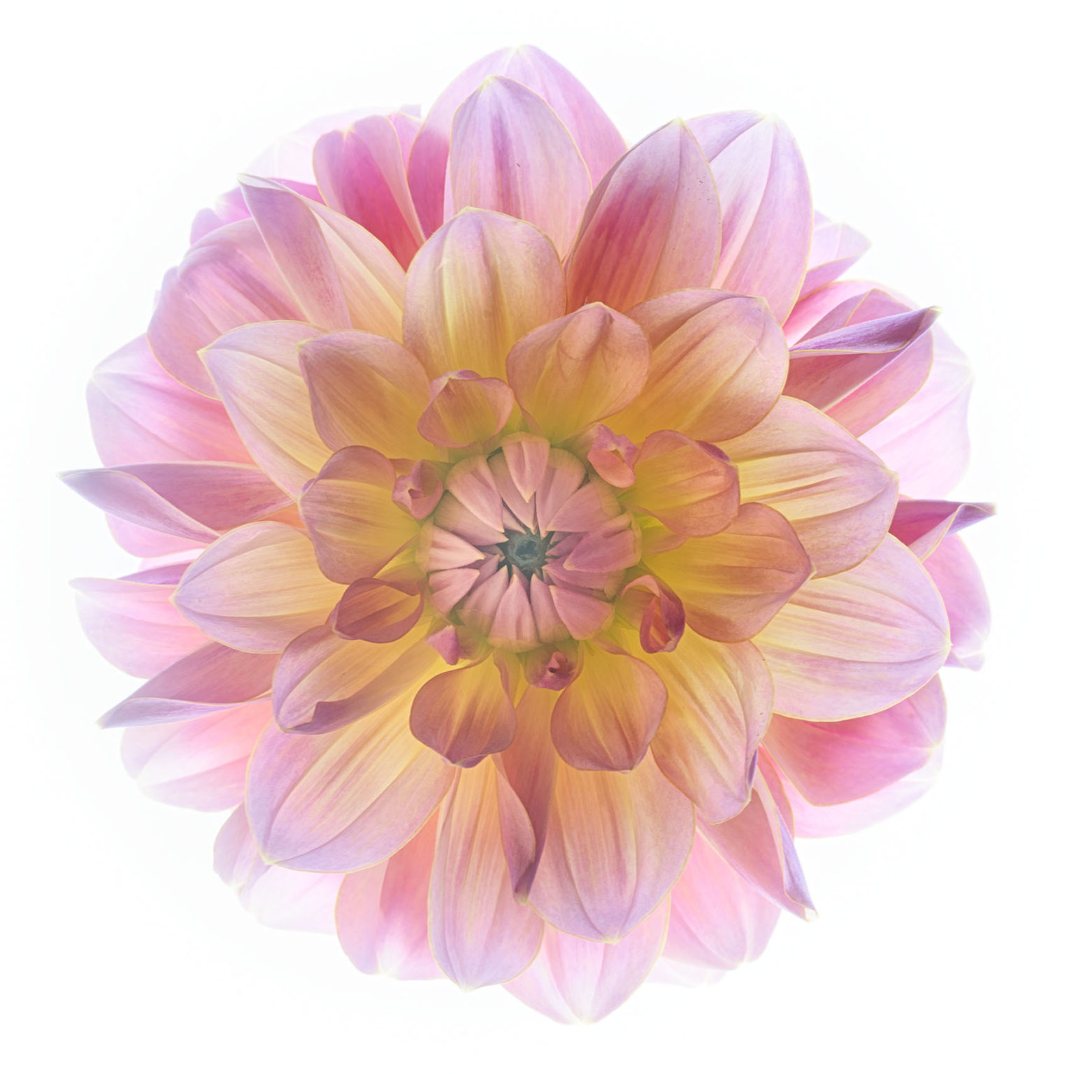 Harold Davis | Flowers | Page 4