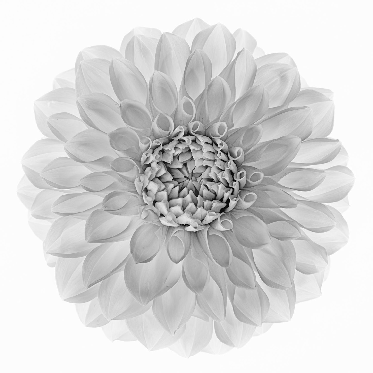 Harold Davis | Flowers | Page 4