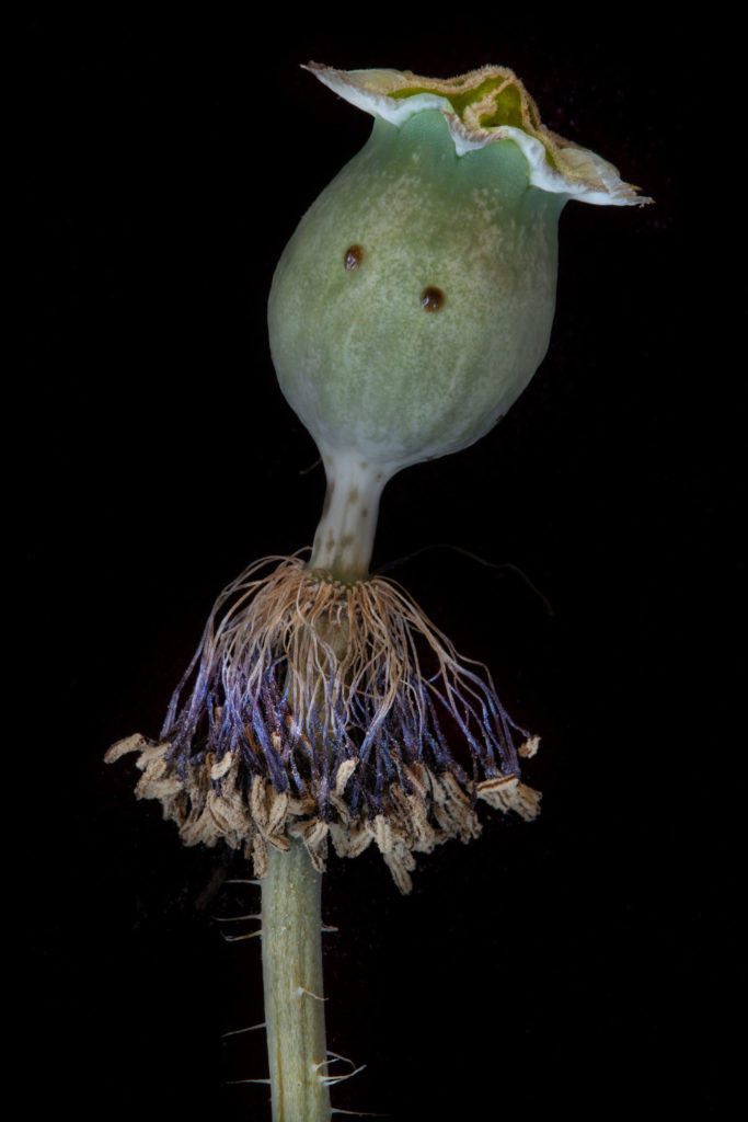 Poppy Dancer and All Along the Watchtowers – Harold Davis