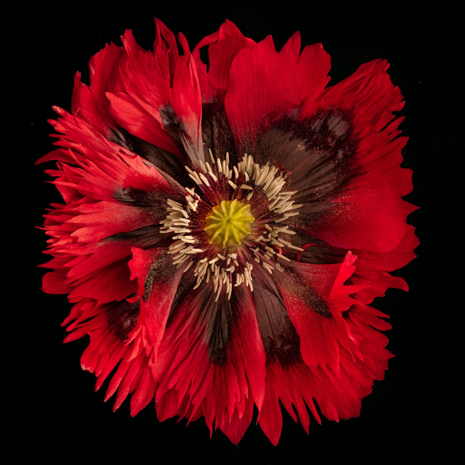 Harold Davis | Photography