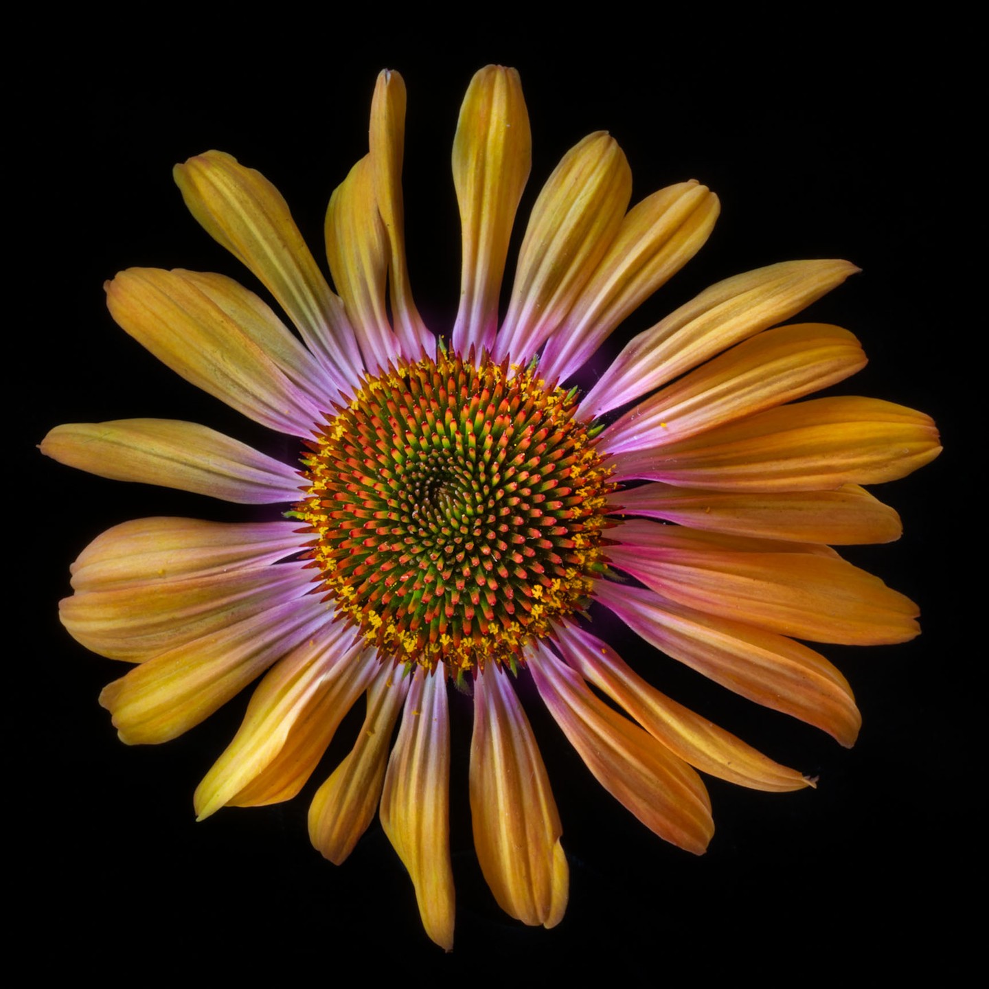 Harold Davis | Water Drops