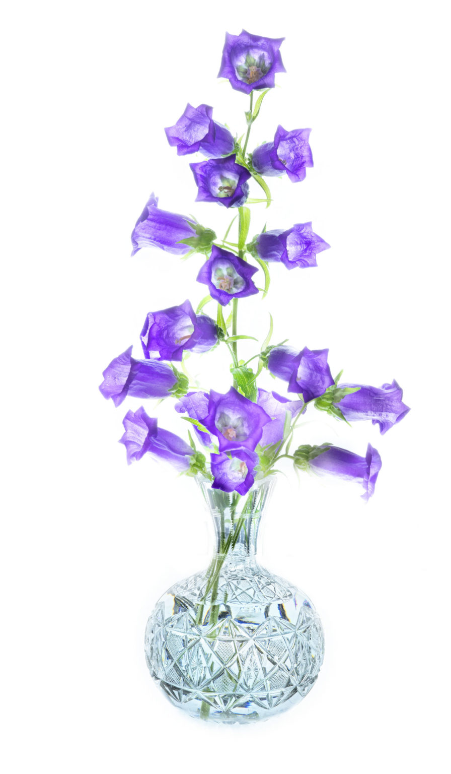 Harold Davis | Flowers