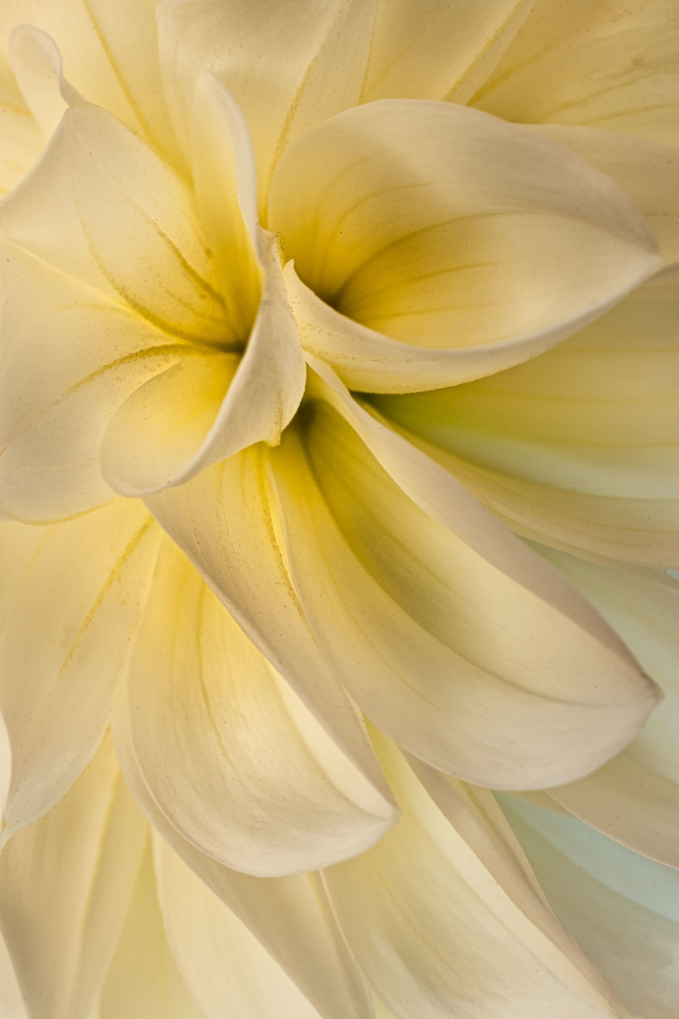 Harold Davis | Flowers