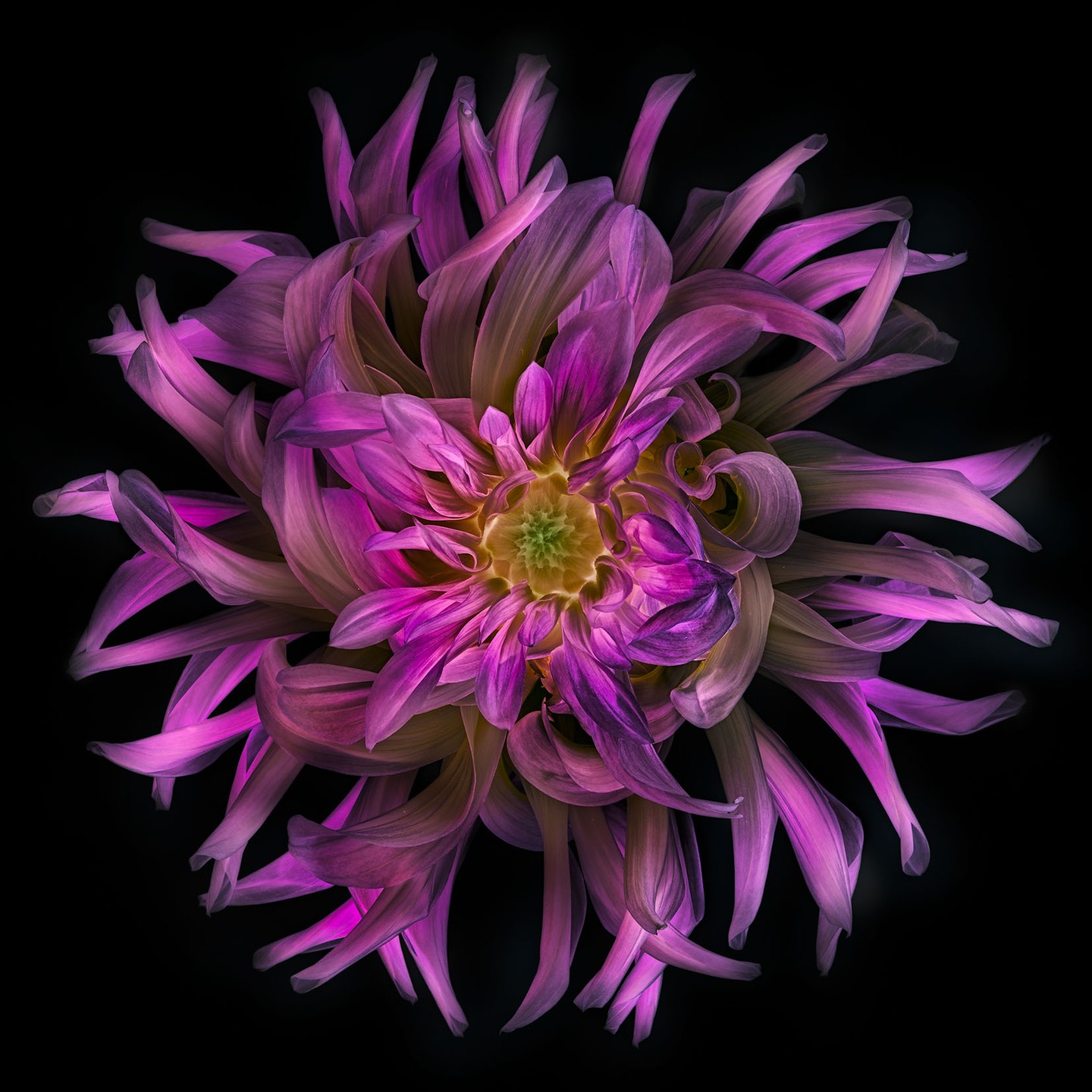 Harold Davis | Hardware