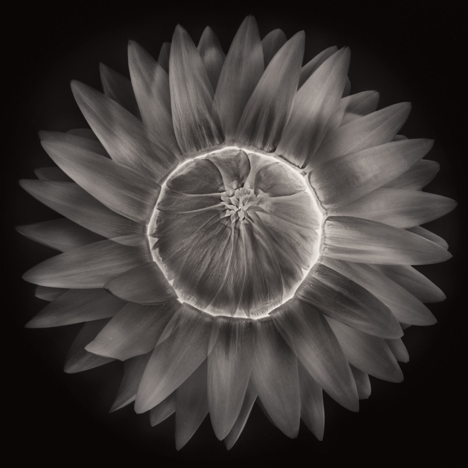 Harold Davis | Flowers