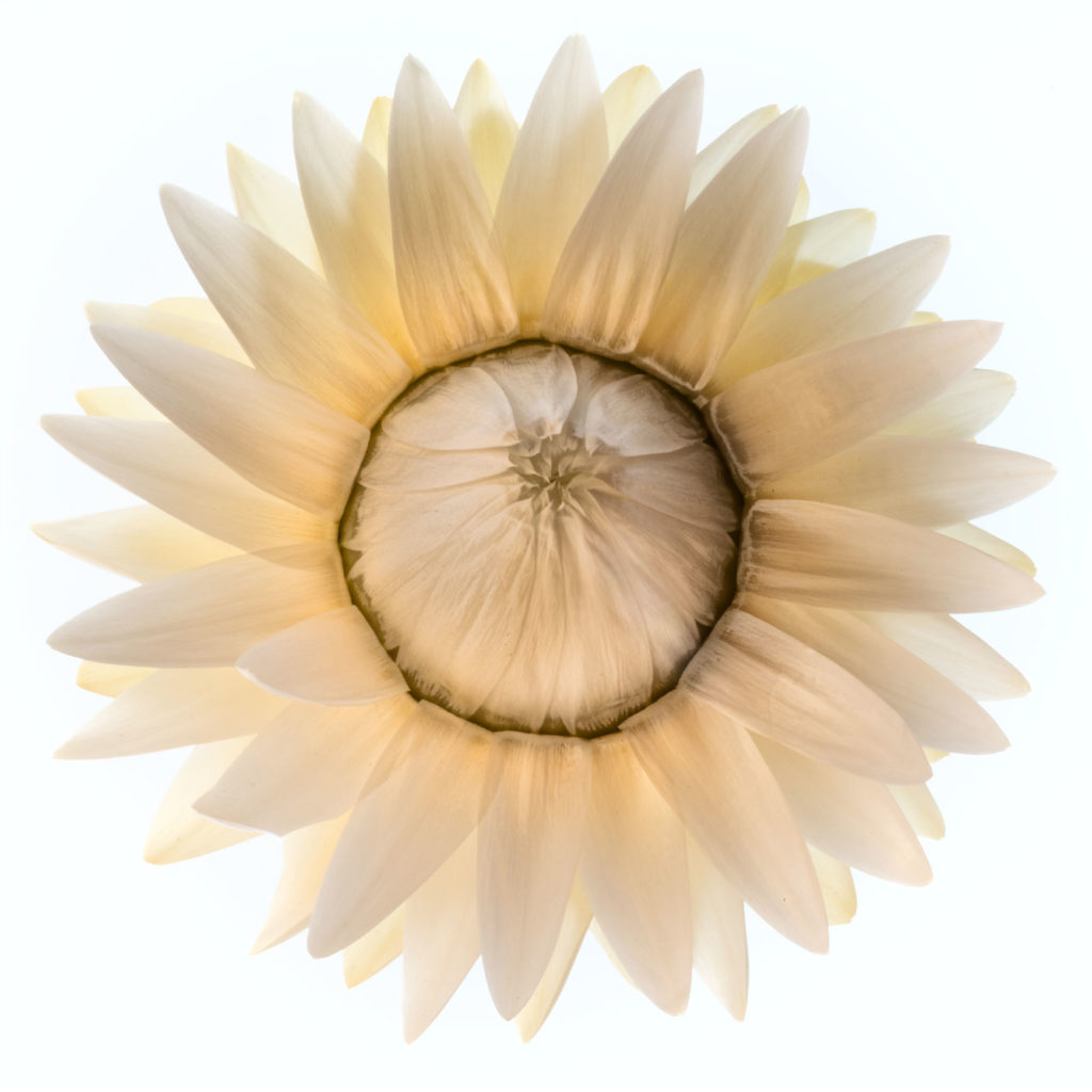 Harold Davis | Flowers