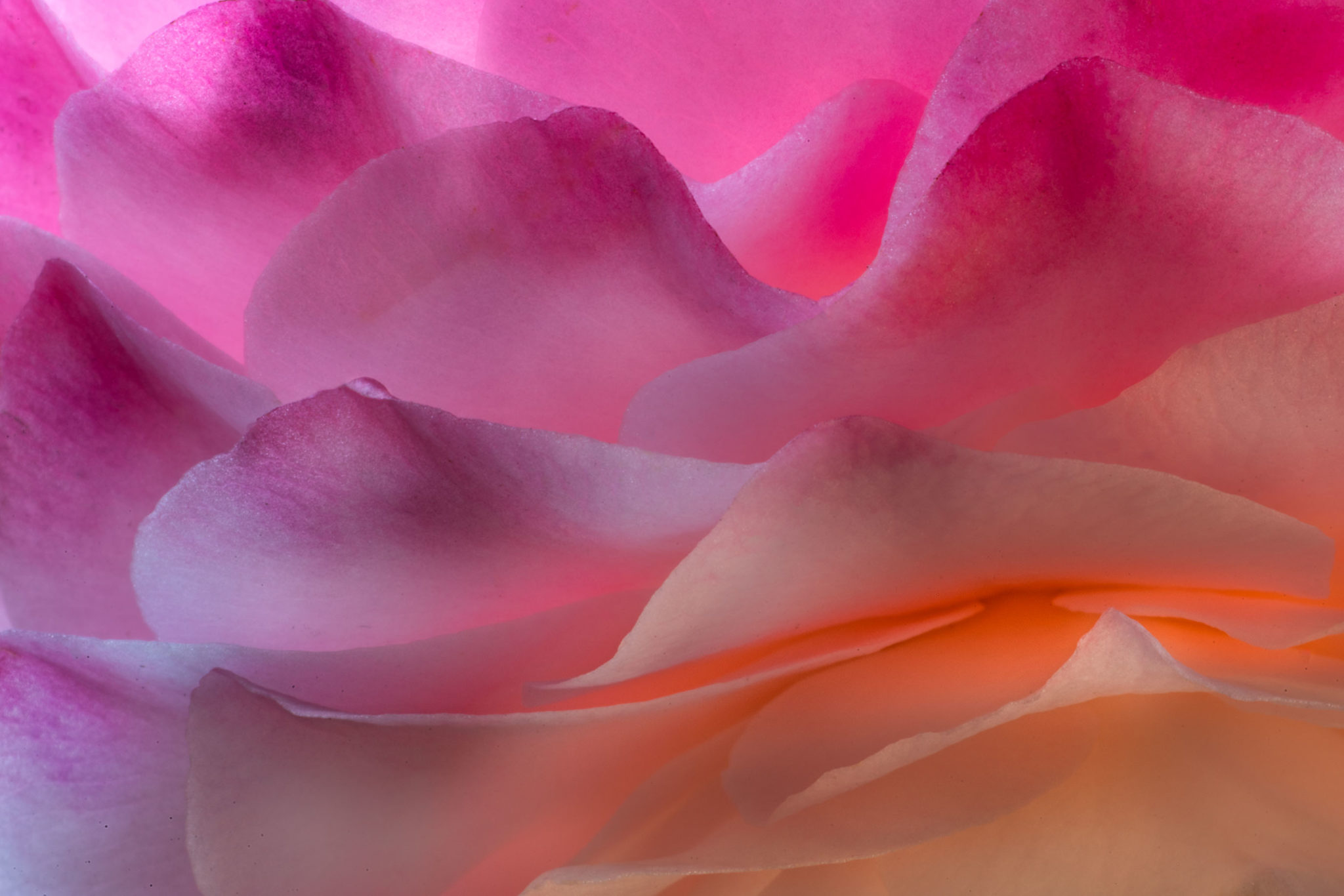 Harold Davis | Flowers