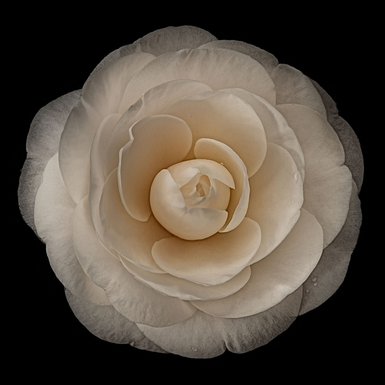 Harold Davis | Flowers