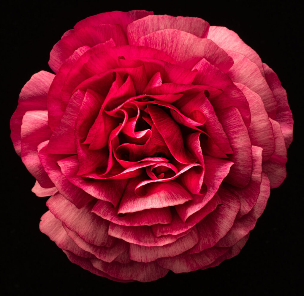 Harold Davis | Flowers