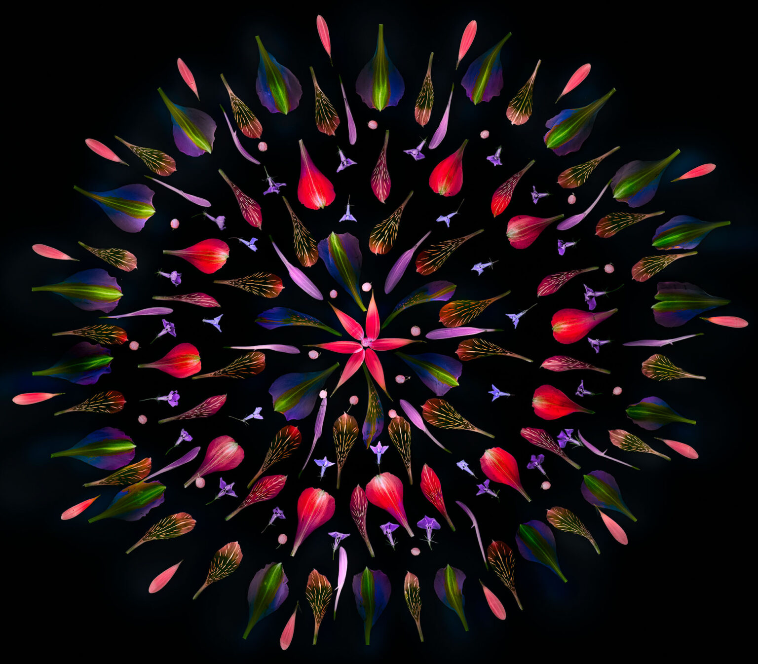 Flowers – Harold Davis