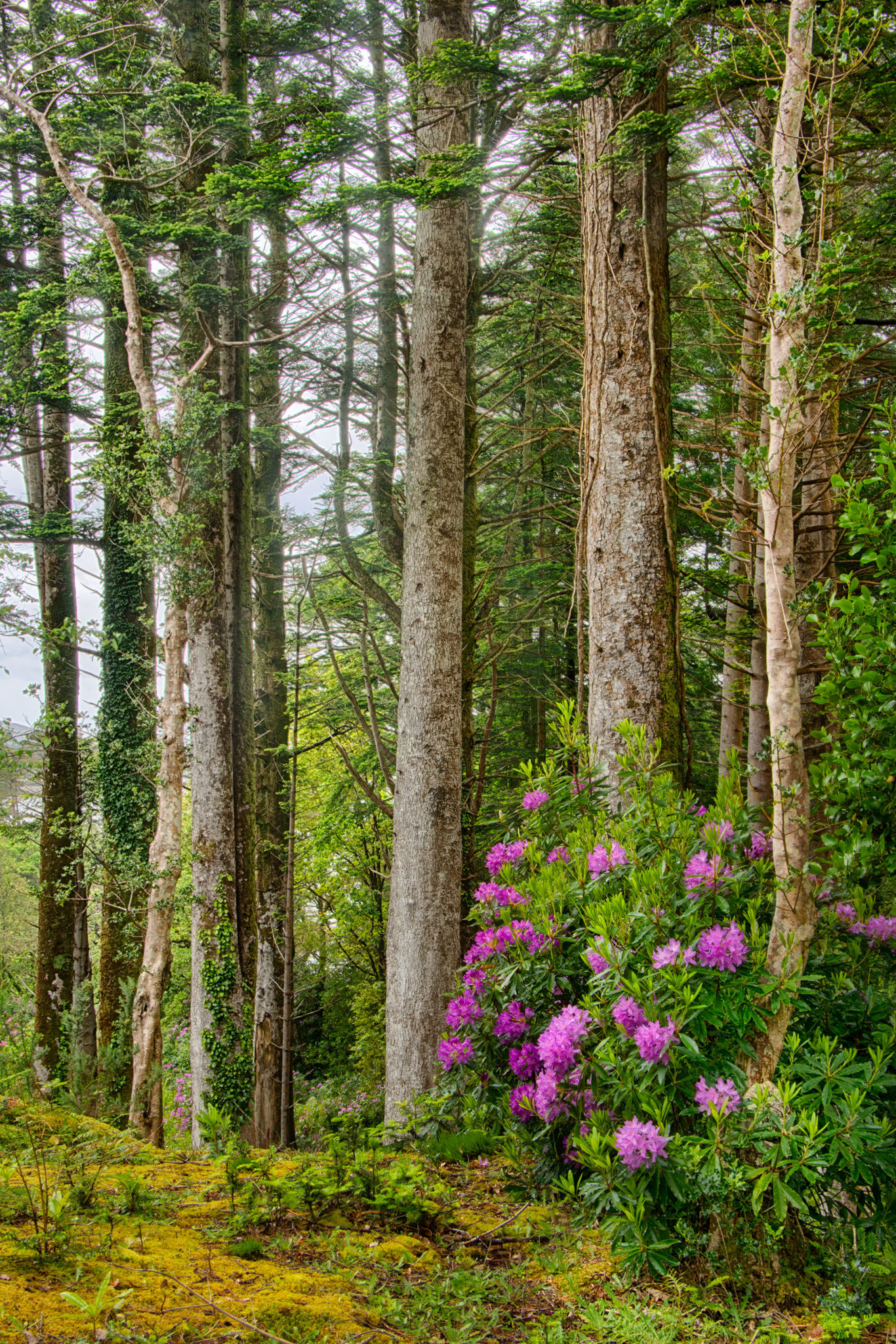 Photography – Harold Davis